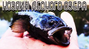 ОЗЕРО КИШИТ РОТАНОМ, УВЛЕКАТЕЛЬНАЯ РЫБАЛКА, ЗЛЫЕ ПОКЛЕВКИ, ЖАДНЫЙ РОТАН!!!