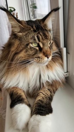 Мейн Кун Эльф #лайк #топ #рек #приколы #животные #юмор #смешно #котики