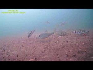 Подводный  мир! 
Underwater world!