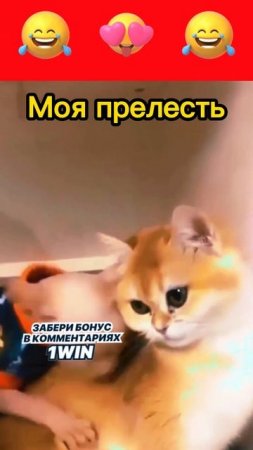 Забавные приколы с котами