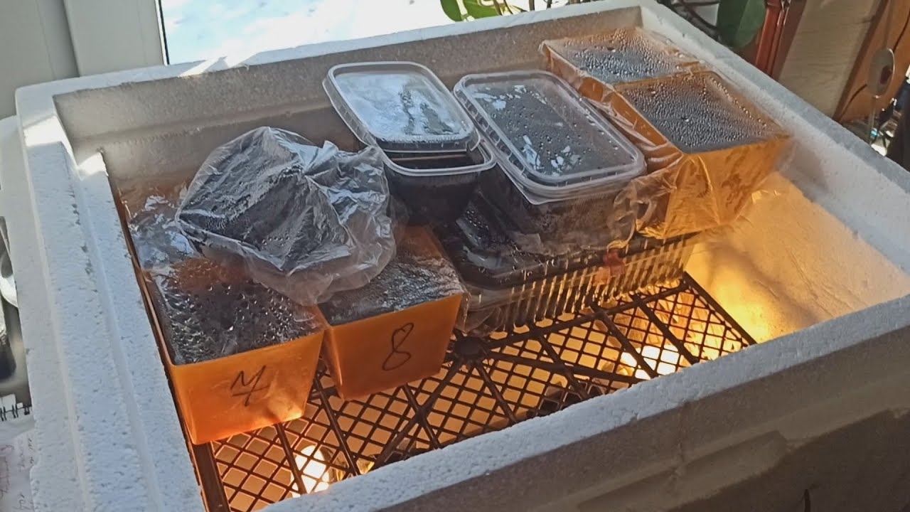 Мини-парник с подогревом  и регулятором температуры для выгонки растений своими руками.