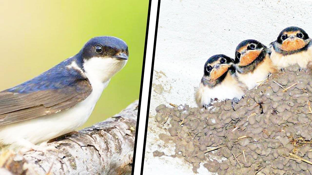 КАК ЖИВЕТ ЛАСТОЧКА? ИНТЕРЕСНОЕ ПРО ЛАСТОЧЕК