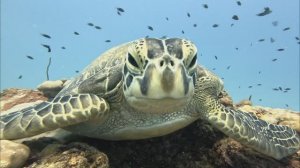Маэ, Сейшелы. Знакомство с морской черепахой))