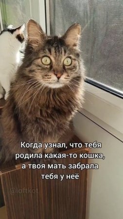 #shorts #животные #кошки #лофткот #юмор #коты #смешныекоты #смешно #приколы #жиза #питомцы