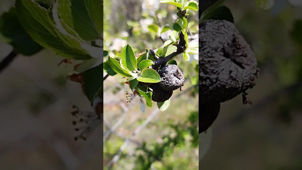 яблоки будут! #болгария