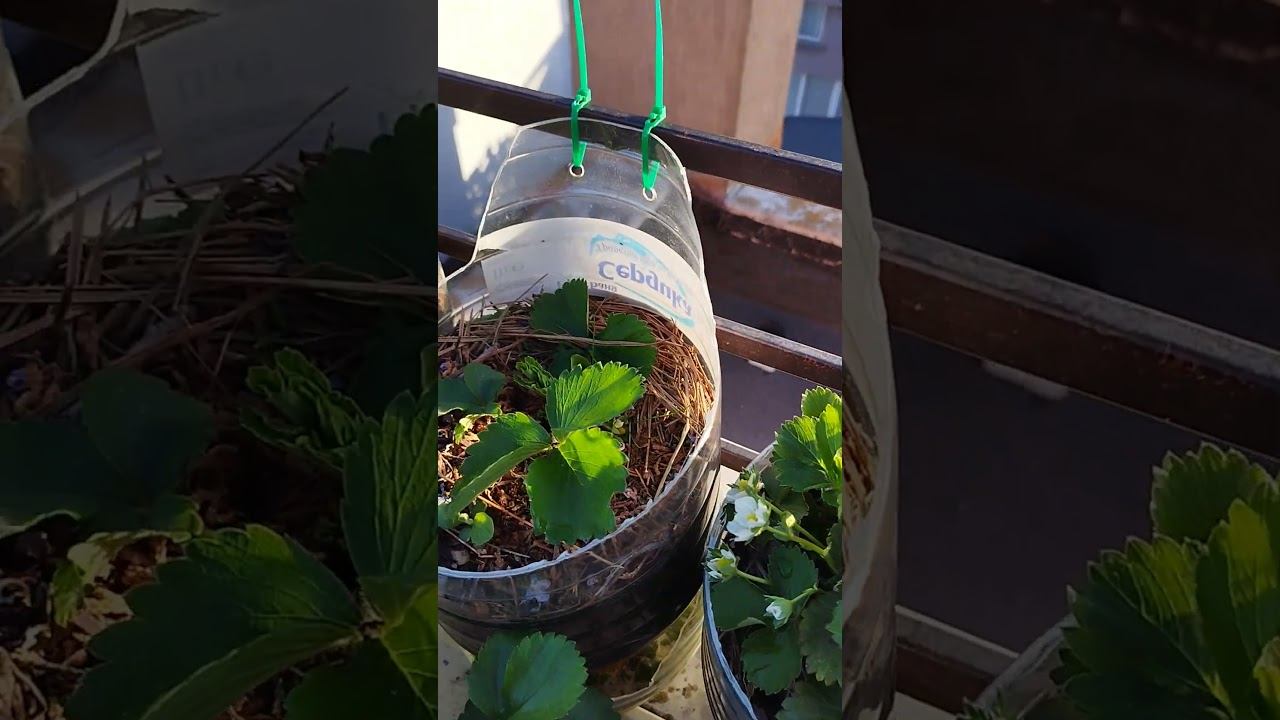 27 апреля: буйное цветение клубники в моём саду на крыше #болгария #жизньвболгарии #саднакрыше #сад