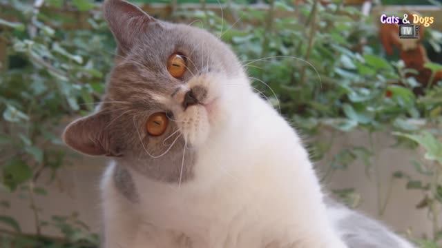 Удивительный мир кошек