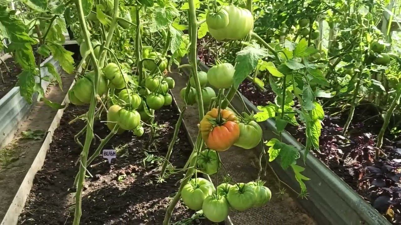 Внимание! ФИТОФТОРОЗ. Как сохранить урожай томатов в теплице.