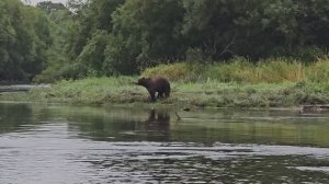 Медведь на Камчатке. В поисках рыбы и переплывает через реку.
