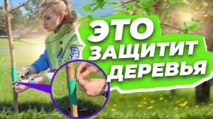 КАК ЗАЩИТИТЬ ДЕРЕВЬЯ ОТ ВРЕДИТЕЛЕЙ