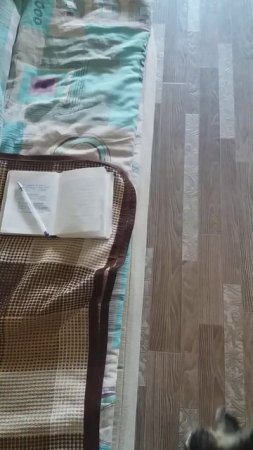 Это просто уже ни в какие... #песня #кошка #котыприколы #юмор #шутки