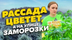 ЧТО ДЕЛАТЬ, ЕСЛИ ЗАЦВЕЛА РАССАДА