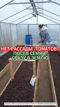 ПОСЕВ ТОМАТОВ БЕЗ РАССАДЫ, СЕМЕНАМИ, СРАЗУ В ГРУНТ