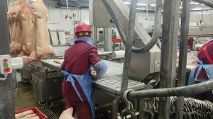 Обвалочный конвейер с ленточной пилой для распила свиных полутуш