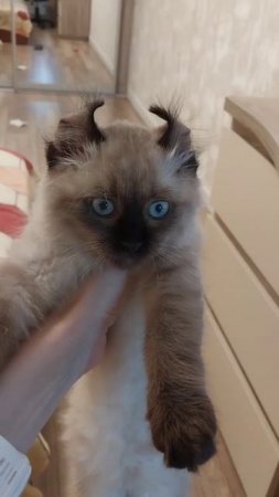 Швепс д'явольонок)😸😍❤️ #кот #funny #cat #funnyvideo #котики #приколы