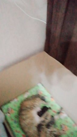 У нас паевилесь котята🐱🐈