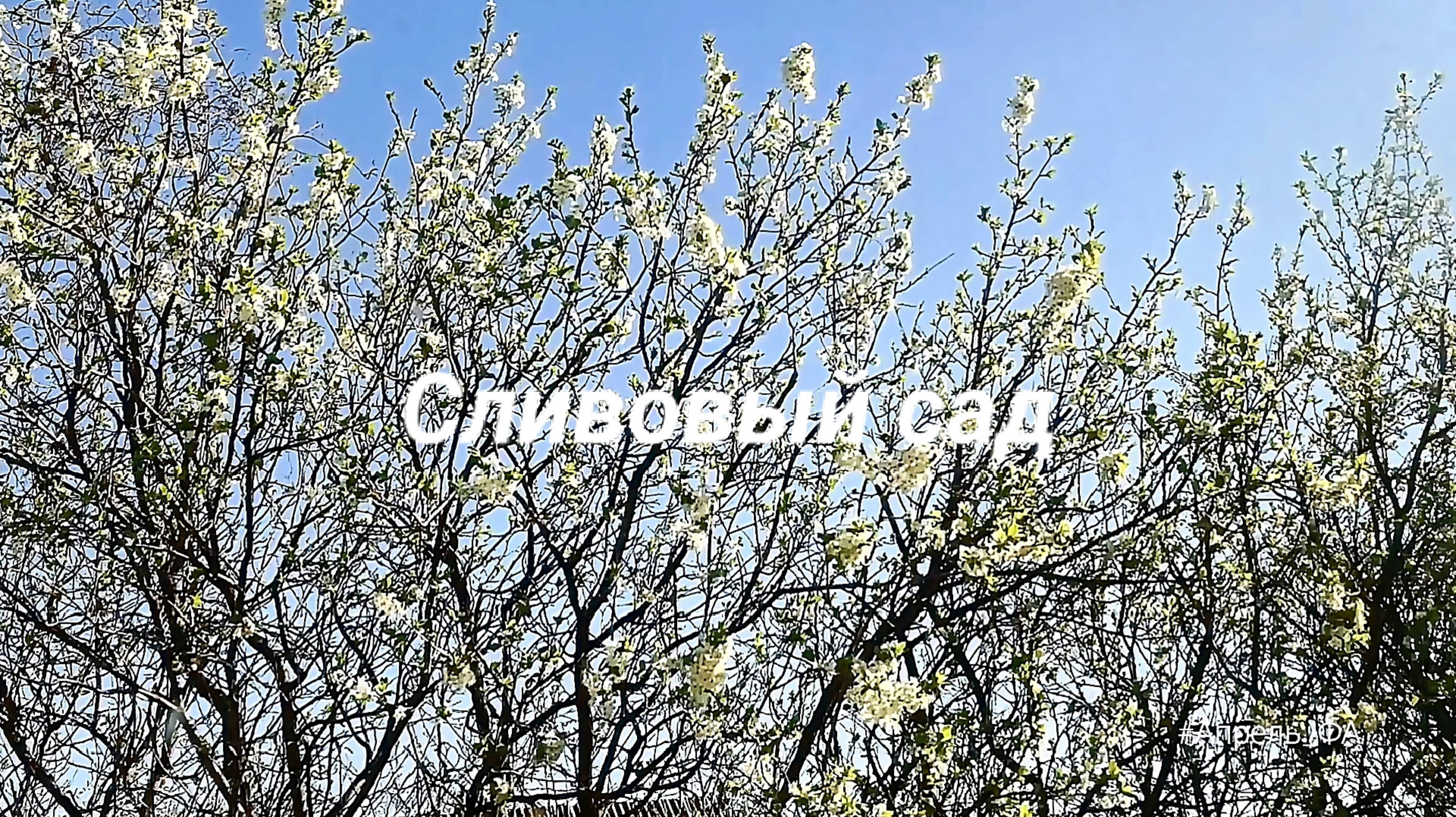 Цветущие сливы. Весенний релакс