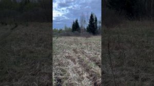 Прогулка боя по лесу