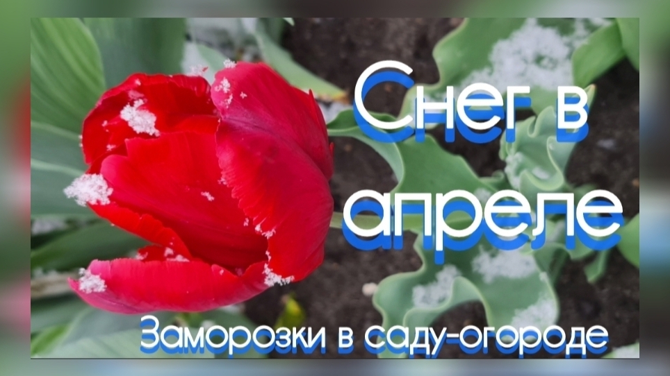 Снег в апреле. Заморозки в саду-огороде. Самарская область