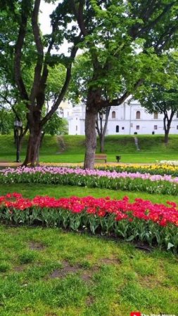 Beautiful Nature in Spring | Flowers | Beautiful Whatsapp Status Video | by The Vlog House