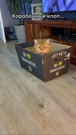 🤣 КОРОБОЧНЫЙ КЛОП 🤣 #приколы #коты #shorts