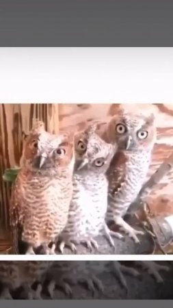#дистанционка🤣 🤣🤣#дети #родители #оптимизм #общение #юмор #дышитеглубже #всеэтожизнь