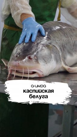 Каспийская белуга