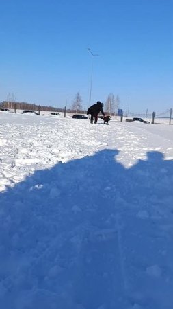 Лабрадор-ретривер Зена приехала на выставку собак 2024 #лабрадор #выставкасобак #собаки
