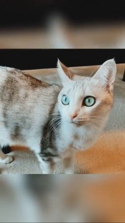 Веселые коты / Смешные котики / Коты приколы / Забавные животные / Смешные коты