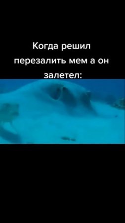 Мемасик из ТикТока #лол #мемы #мем #shorts #пон #юмор #приколы #шутка #акула #фоч #уй