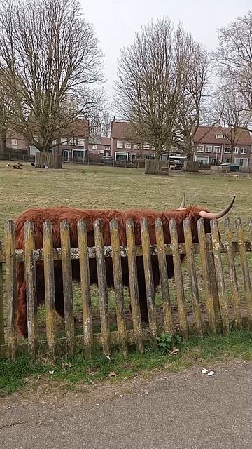 Тропарь греческий святым Иоакиму и Анне