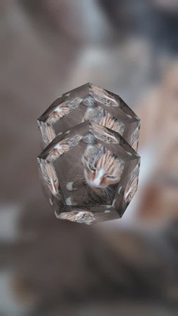 Моя кошка Дана