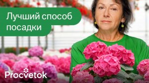 Как посадить ГОРТЕНЗИЮ БЕЗ ОШИБОК_ Пошаговое руководство для крепких кустов и пышного цветения