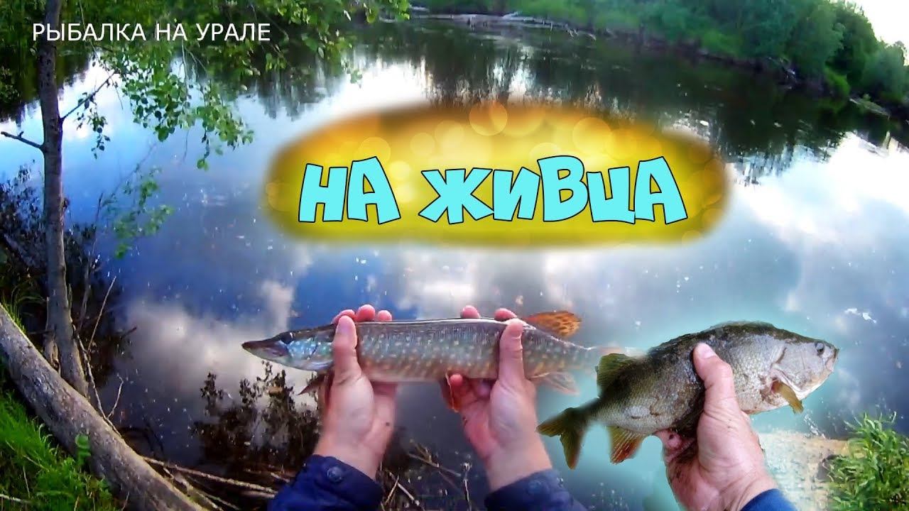 Ловля ЩУКИ и ОКУНЯ на ЖИВЦА.Обрыбил новую удочку. Рыбалка на Урале, река Каква.