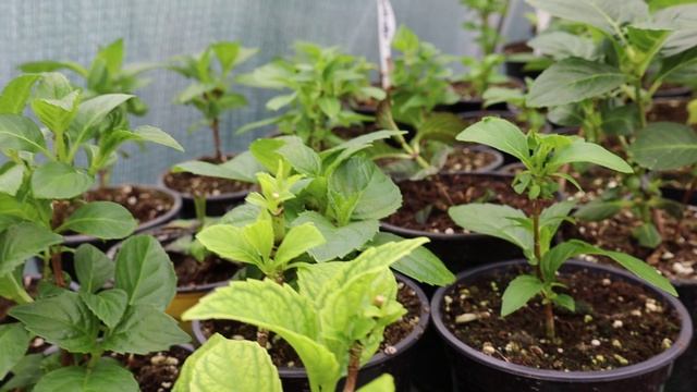 Крупнолистные гортензии после зимовки - проблемы и уход, 26 апреля 2025 г