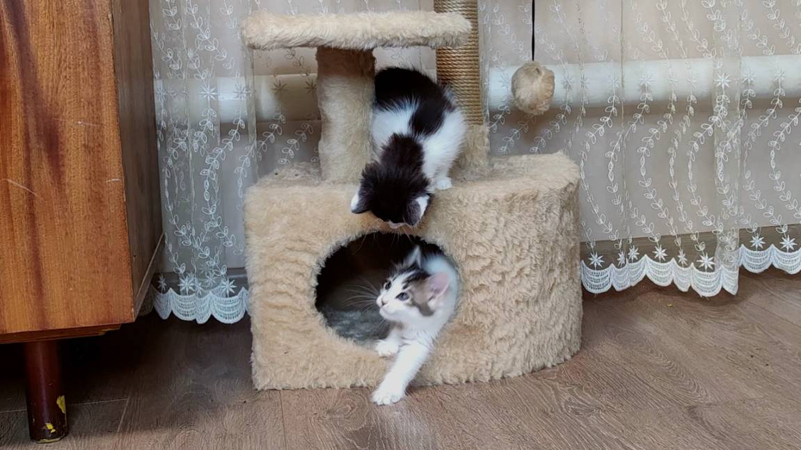 Эй, котенок, убирайся из моего дома. Счастливая кошачье семя.