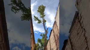 Спил огромного дерева в Саратове арбористом