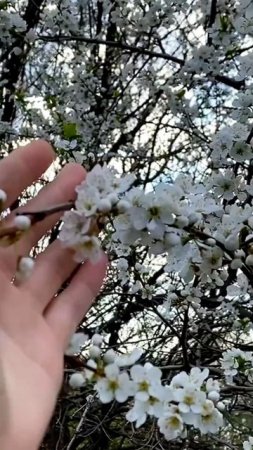Раннее цветение сливы😍
