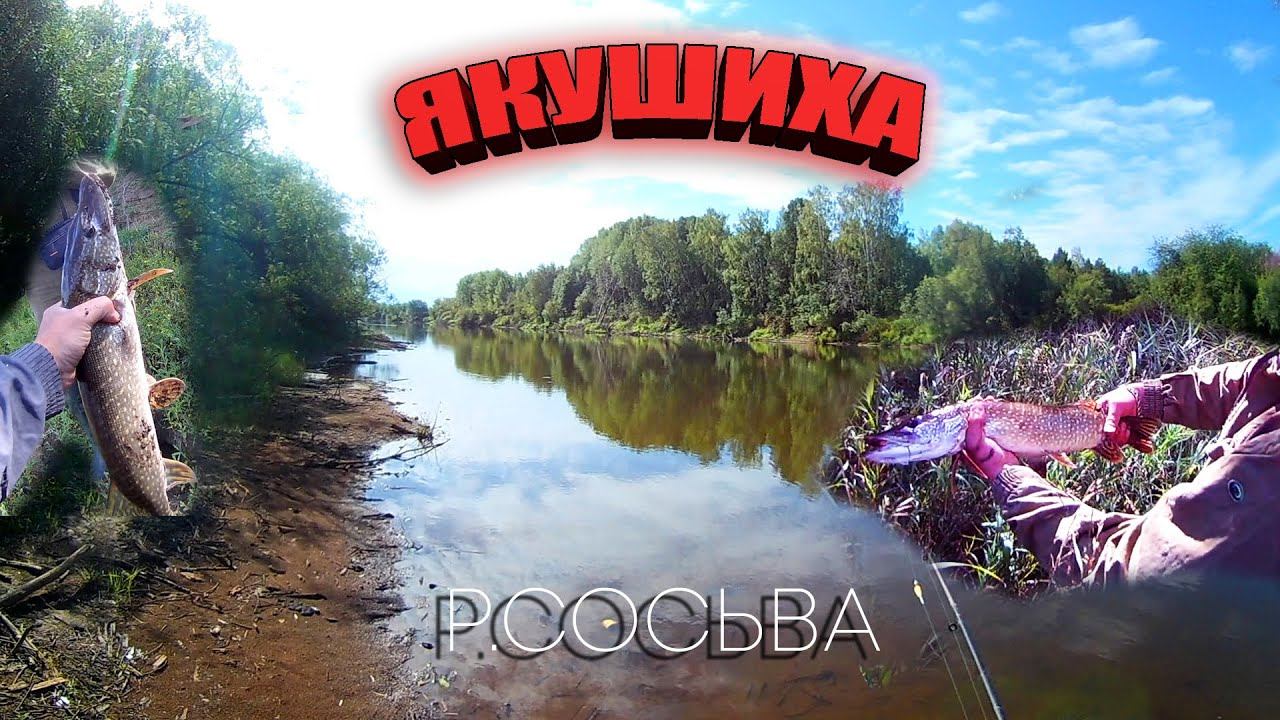 НА ПОЕЗДЕ ЗА ЩУКОЙ. р.Сосьва, Якушиха 2021г. Береговая рыбалка на поплавок.