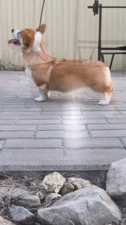 вельш корги пемброк