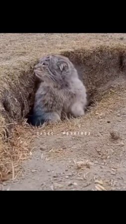 Вылезая из норы будь внимателен и осторожен