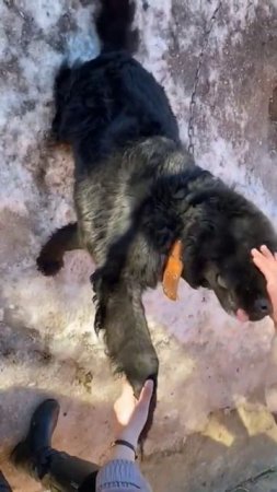 🐶#Собака#добрая#собака#🐕