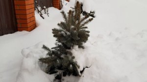 Обзор на мой зимний сад