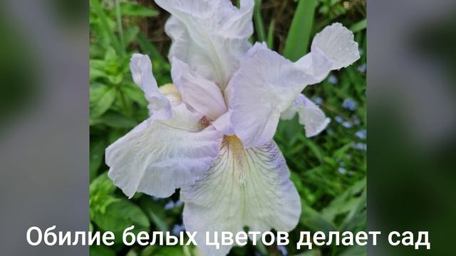 Белый сад