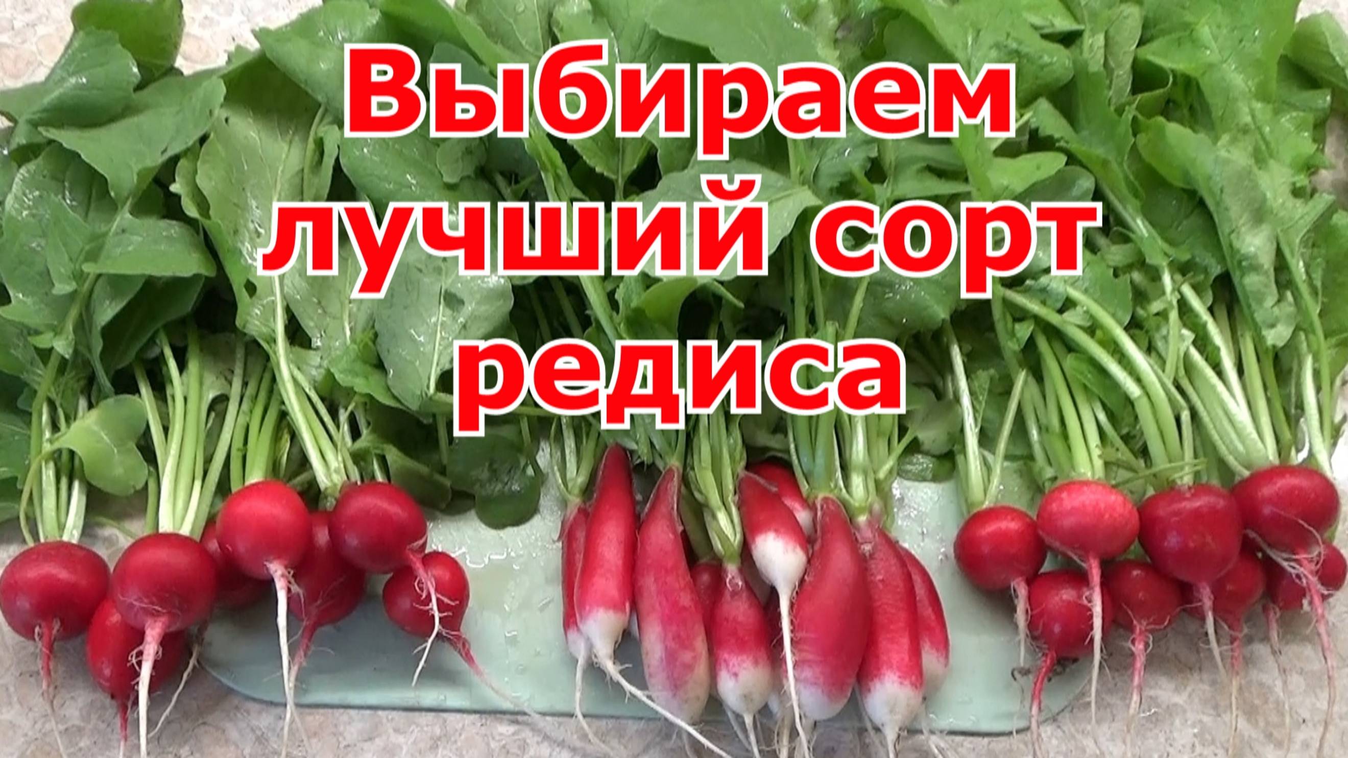 Какой сорт редиса лучший для нас в этом сезоне. Собираем урожай редиса в конце апреля.