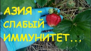 Второй массовый сбор клубники Сорт АЗИЯ
