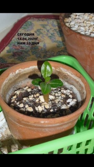 Мой 🌱Адениум. Белое🌟 Золото.33 дня. Adenium 🌟White Gold.🌱33 days old