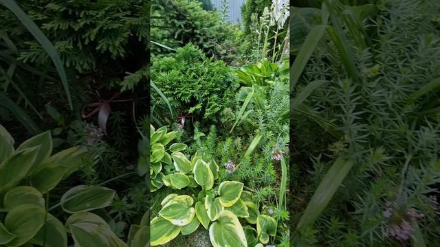 Разнообразие хост всегда к месту в любом саду.