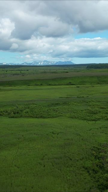 мир диких рыб