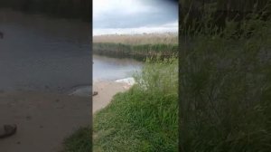сальта 4 непомню